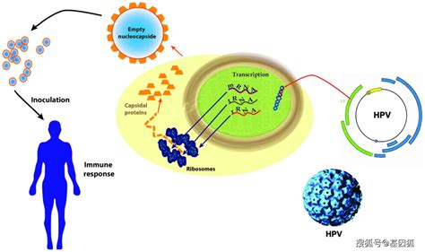 宫颈癌背后的秘密：lncrna研究