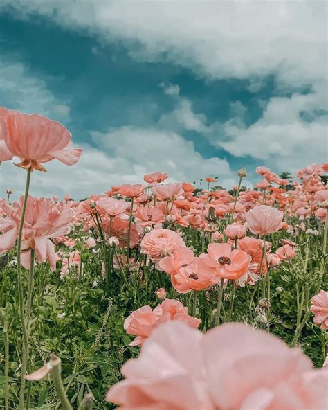 Experience The Beauty Of Flower Fields Flowery Fields Aesthetic