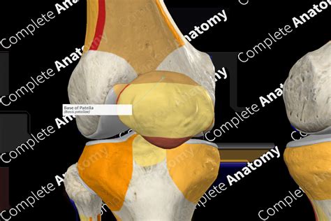 Base Of Patella Complete Anatomy
