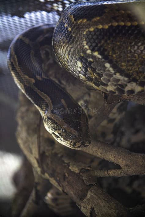 Large Adult Python Looking Down Stock Image Image Of Crawling Flat