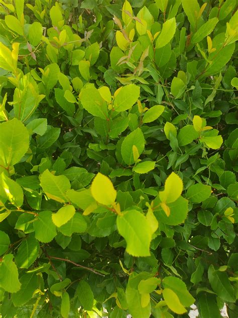 plant with thin jagged leaves in orlando zone 9b r whatsthisplant