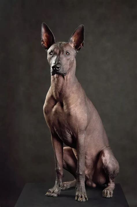 Best 13 Xolo Breed Varieties The Many Different Types Of A