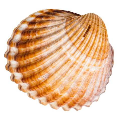 Premium Photo Bivalvia Mollusk Shell Isolated On White