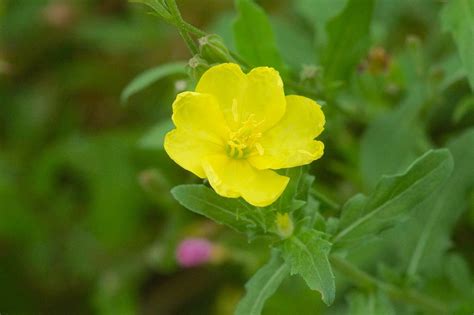 コマツヨイグサ Oenothera laciniata 一部の種を除きマツヨイグサの仲間は夕方開花し翌朝にはしぼ Flickr