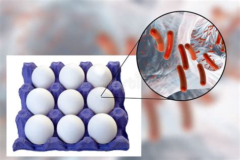 Contamination Of Eggs With Bacteria Medical Concept For Transmission