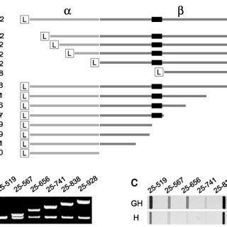 Deletion Mapping And Expression Of MET Domains A A Schematic View
