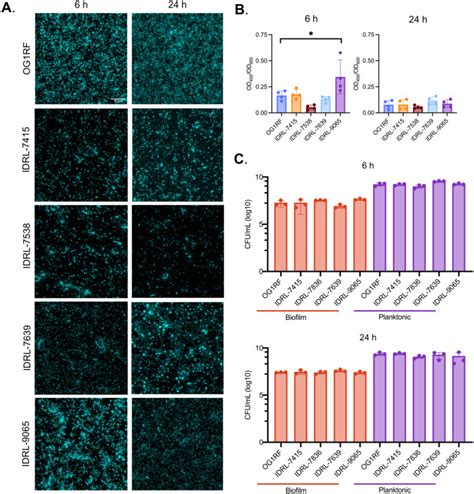 Genotypic And Phenotypic Characterization Of Enterococcus Faecalis Isolates From Periprosthetic