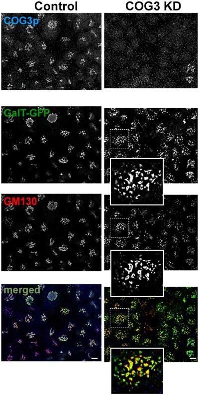 Cog3p Depletion Induces Golgi Fragmentation Galt Gfp Hela Cells Were