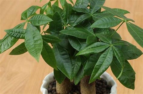 在家養盆栽就養這幾種四季常青又好養活還有利於風水 星玄説