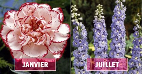 Quelle Fleur Correspond à Mon Signe Astrologique Housekeeping
