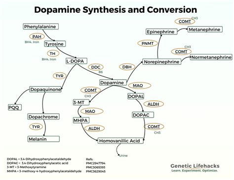 Dopamine Synthesis Snps Genes Lifestyle Diet And Dopamine Optimization