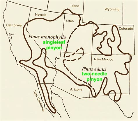 Pinyon Pines Ca Map At Jennifer Buffum Blog