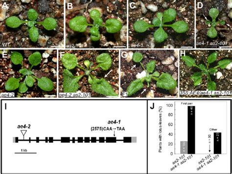 Ae4 Enhanced The Leaf Polarity Defects Of As2 Af Morphological