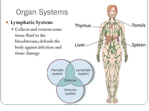 Lymphatic System Physiology Ppt