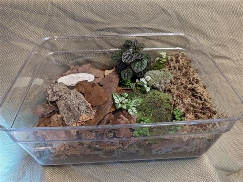 Isopod Starter Kit Etsy