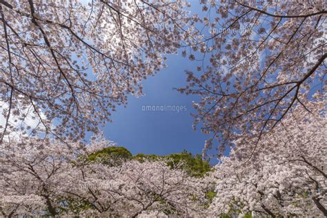 桜が満開の上野公園の写真素材 Fyi07527576 ストックフォトの Qlean Market（キュリンマーケット）