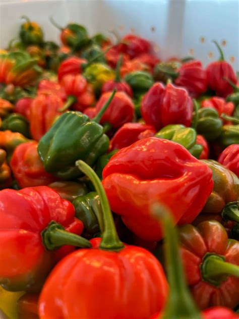 Aji Dulce Aji Cachucha Ajicito Sweet Chili Peppers Sweet Caribbean Peppers Aji Dulce