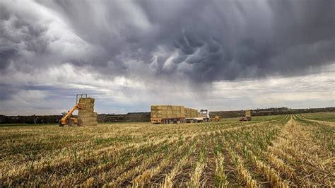 Rain And Hail Damages Record Grain Crops In West Australian Wheatbelt