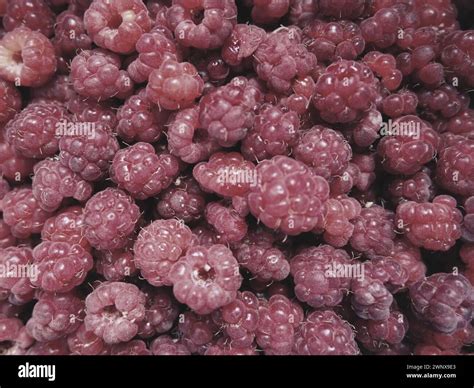 Raspberry Background Large Red Fresh First Class Berries Of Garden