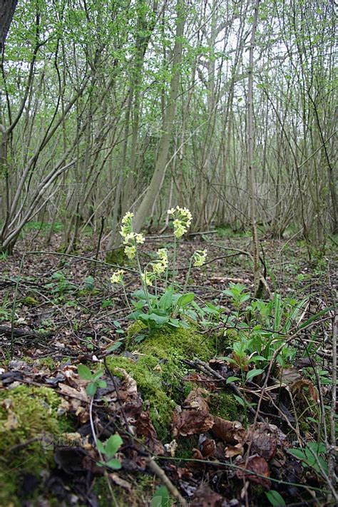 樱草素材 花瓣网