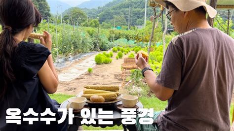 옥수수 첫 수확강원도 미백옥수수 감자 자연과 가까운 삶 시골집 작은 살림 제철 먹거리 시골집 일상 자급자족 시골라이프 Youtube