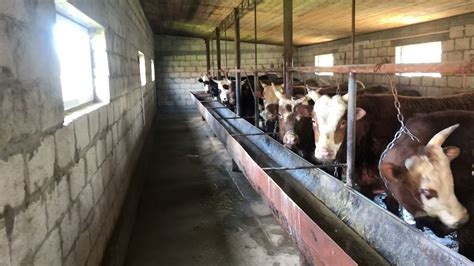 Откорм бычков Обзор Сарая Youtube