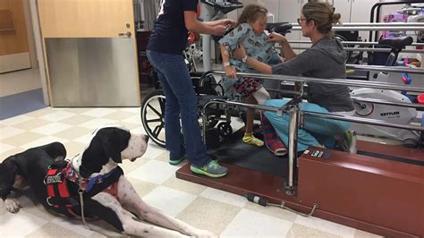 La Increíble Amistad De Bella Y George El Canino Que Le Cambió La Vida