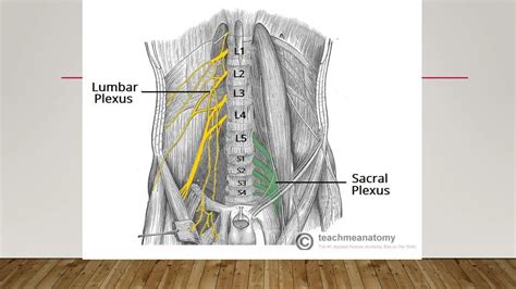 Sciatic Nerve PDF PDF