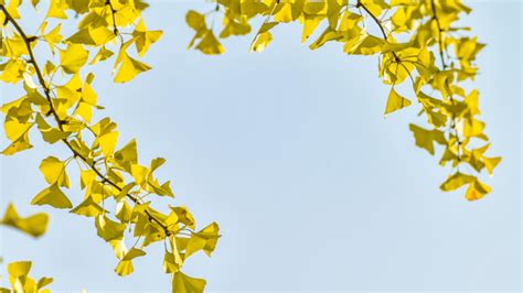 Ginkgo Biloba Bienfaits Et Vertus Composition Et Utilisation