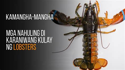 Kakaibang Kulay Ng Mga Lobsters O Ulang YouTube