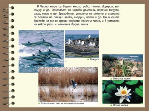 черноморско крайбрежие Ppt