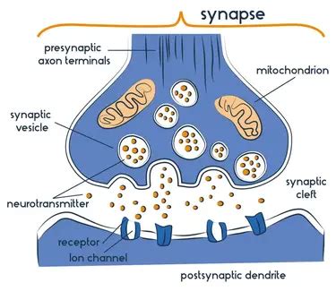 De Betekenis Van Synapsen Cognitive Neuroscience