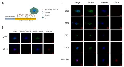 Enumeration And Molecular Characterization Of Circulating Tumor Cell