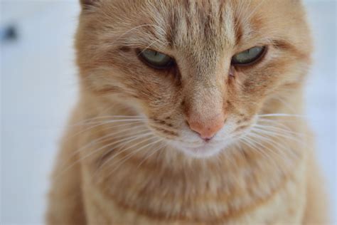 「少し眠いです」って英語でなんて言うの？ ほんやく検定1級翻訳士の【英会話フレーズ集】