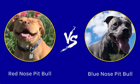 Red Nose Blue Nose Pit Bulls And Families Mayday Red Male 9 Weeks