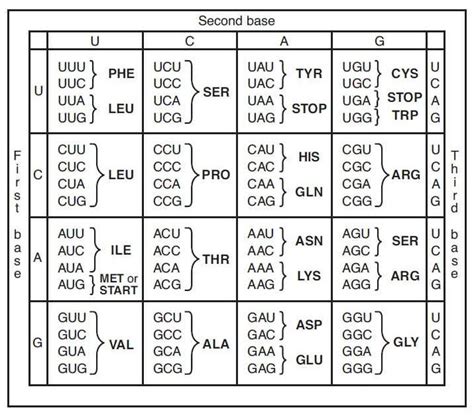 10 the genetic code from the perspective of mrna download