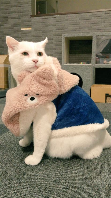のみすぎ河童 on Twitter RT KyVSWOjWptrTThR こんばんは 親父しろは オヤジが猫界の冬のファッション