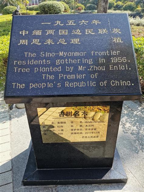 德宏芒市宾馆里的中缅友谊树缅桂花树1956年