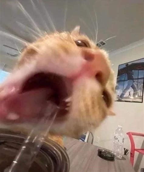 Pinterest Silly Cats Pictures Silly Cats Funny Cats