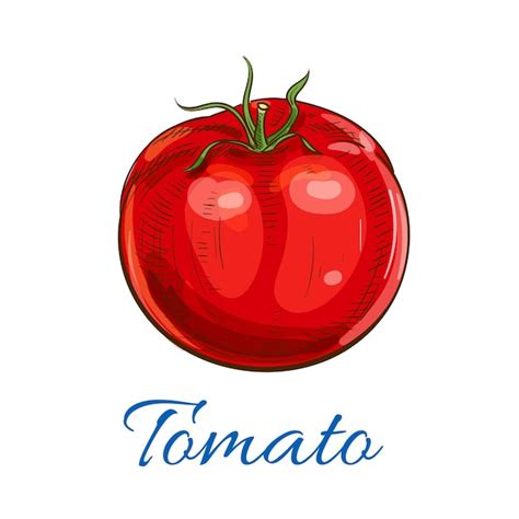 Premium Vector Fresh Ripe Red Tomato With Leaves Sketch Icon