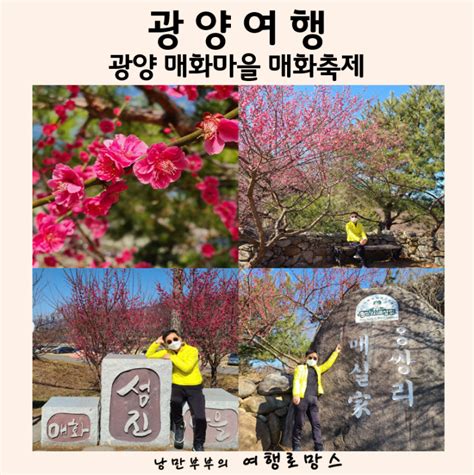 광양 매화마을 매화축제 홍매화 개화시기 광양 가볼만한곳 주차장 정보in 네이버 블로그