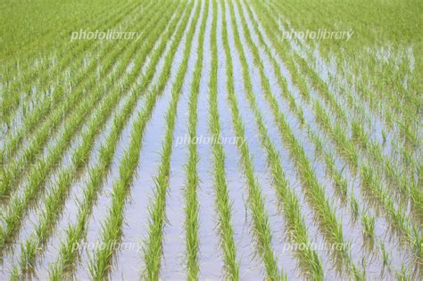 稲 写真素材 2205133 無料 フォトライブラリー Photolibrary