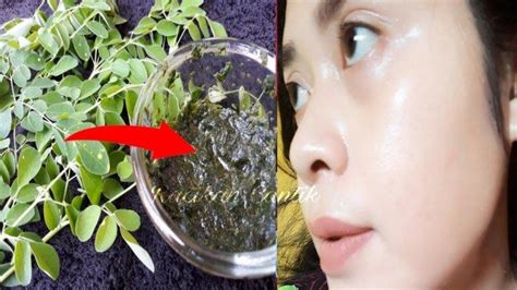 8 Manfaat Daun Kelor Untuk Kesehatan Tubuh Manusia TugaSiswa