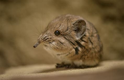 Sengis Make Debut At Chester Zoo North Wales Live