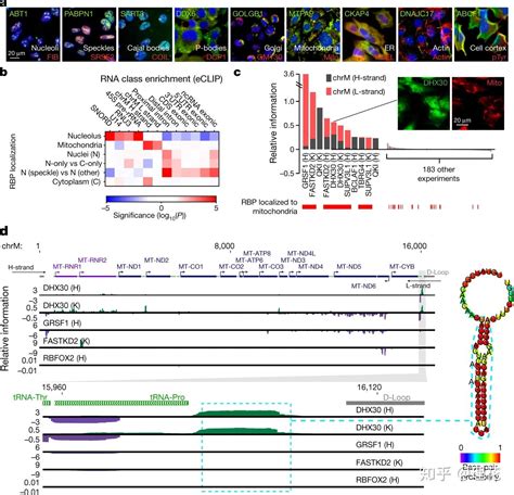 Encode项目第三期论文解读之二：人类rna 结合蛋白的大规模结合和功能图 知乎