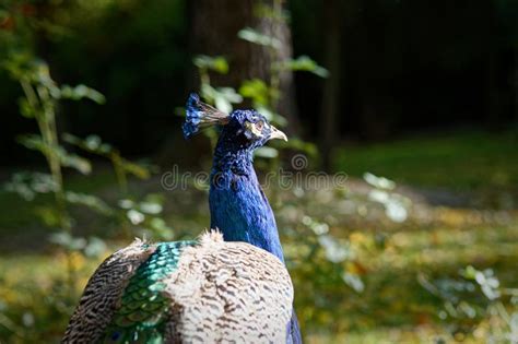 Rear View Of A Peacock Walking In The Park Stock Image Image Of