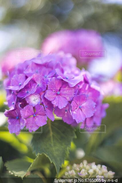 初夏六月の梅雨時に綺麗に咲くアジサイの写真・画像素材 6765065 Snapmart（スナップマート）