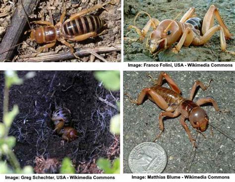 Potato Bug Bite Facts About Potato Bug Jerusalem Cricket And More