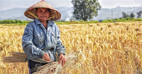 Lumbung Padi Sulawesi Jadi Prioritas BRI Dan Bulog Kolaborasi Serap