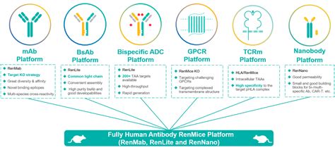 Biocytogen Launches Rennano® Mouse A Fully Human Heavy Chain Antibody Platform To Accelerate